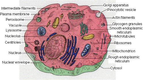 cell notes